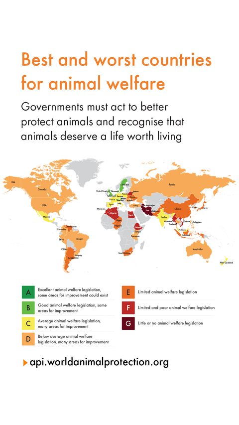 Nya djurskyddslagen förbättrar Sveriges ranking i globalt ...