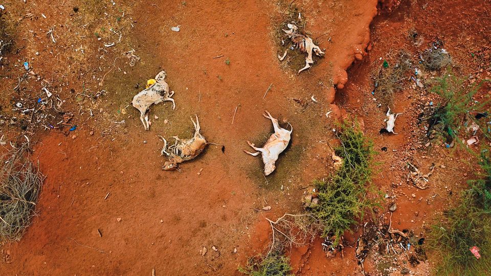 Djur och människor svälter när torkan förvärras i Kenya | WWF