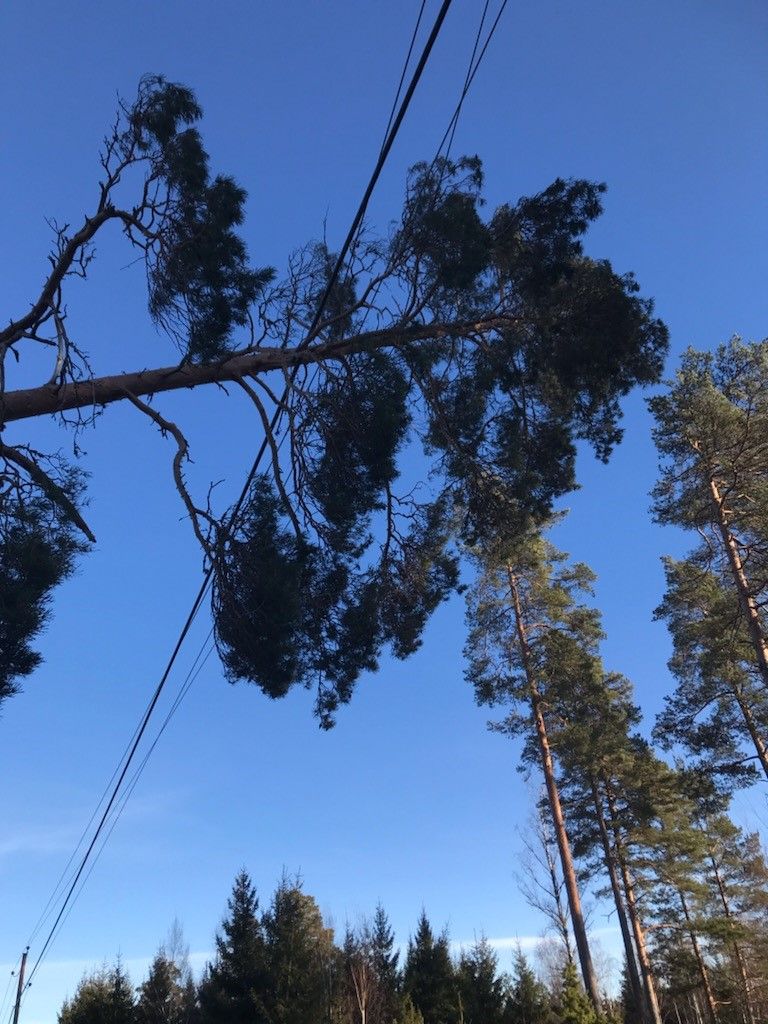 Stort antal träd på elledningarna i Jönköpings län efter stormen | E.ON ...