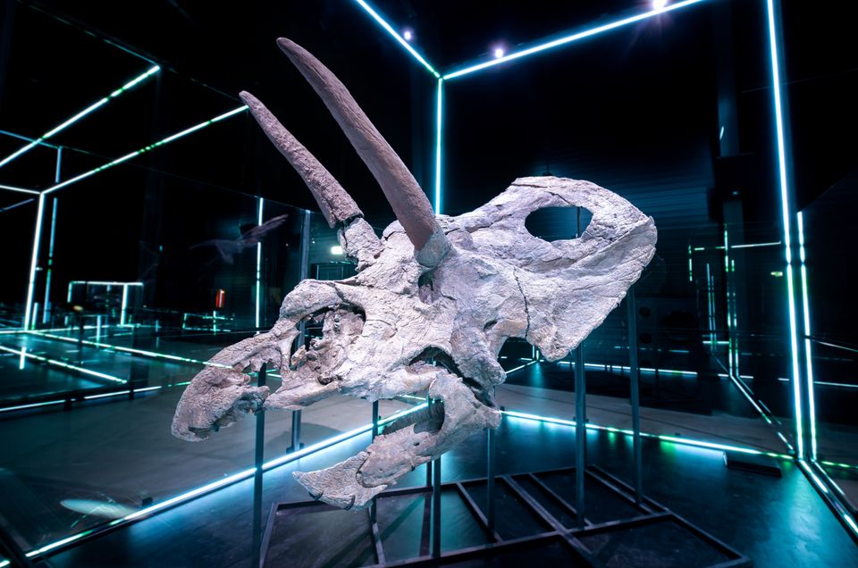 Dinosaurie-alarm: Museum of Evolution öppnar i Danmark | VisitDenmark