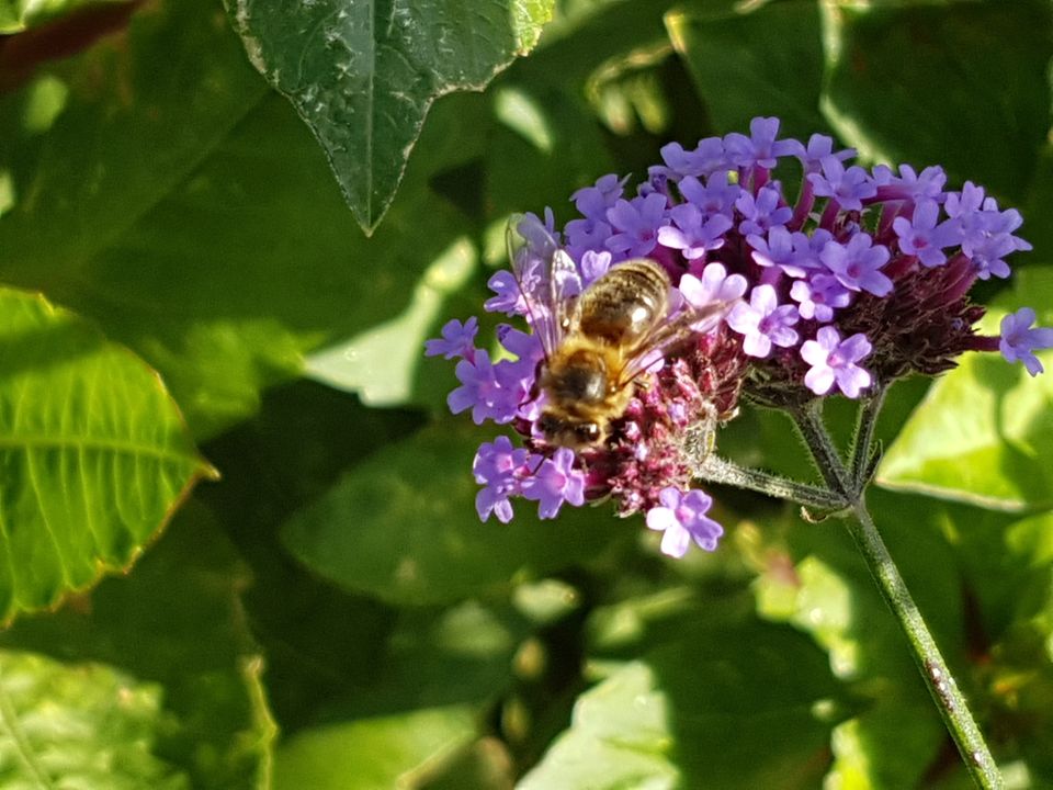 Ögongodis är temat för årets sommarblommor | Umeå kommun