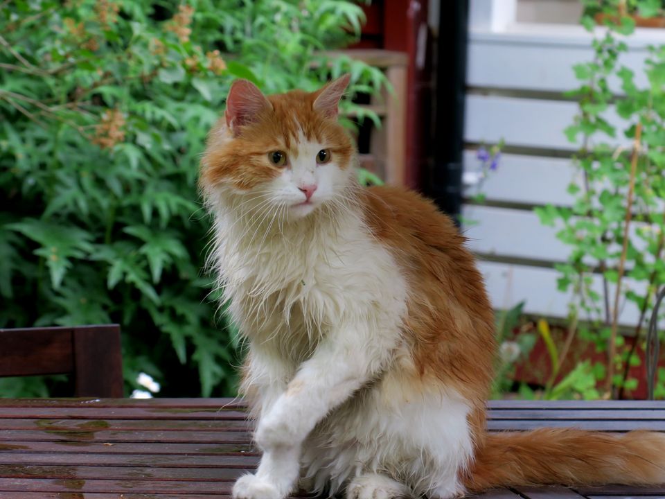 In sensory perception, brain makes trade-offs between accuracy and ...