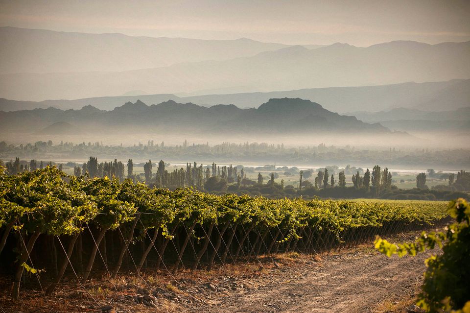 El Esteco Finca Notables Malbec gör efterlängtat återbesök i ...