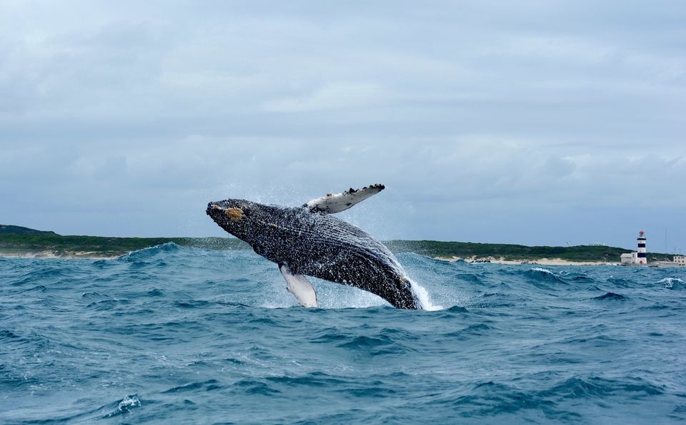 Nytt världsprojekt ska skydda djur och natur | World Animal Protection ...