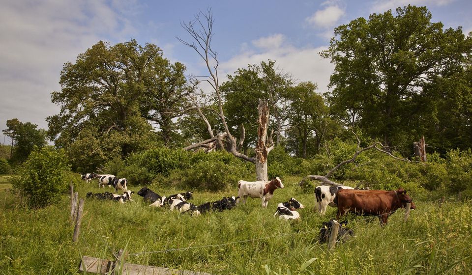 Nya poäng i Arlas hållbarhetsersättning | Arla
