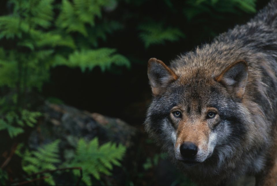 WWF: Sänk inte skyddet för vargen | WWF