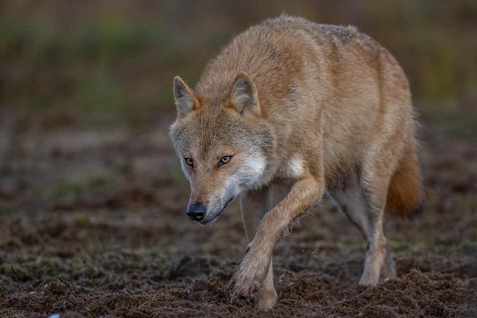 WWF: Vargen är i fara med ett referensvärde på 170 individer | WWF