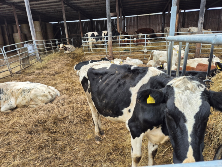 Utmärglade, sjuka och försummade – djurens sista dagar på Örebrogården ...